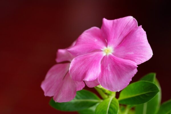 30 flores para tu jardín - Agrochic: Jardinería y Bienestar