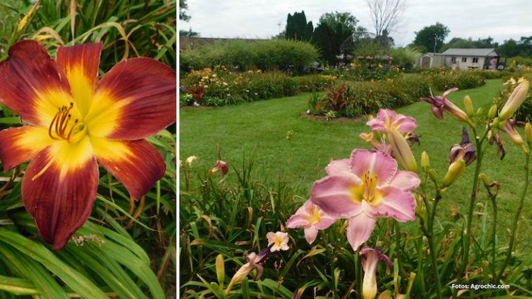 Cómo cultivar lirios en tu jardín - Agrochic: Jardinería y Bienestar