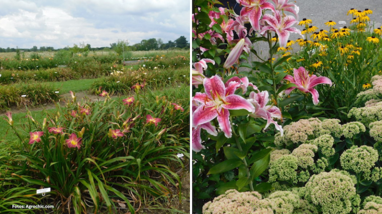 Cómo cultivar lirios en tu jardín - Agrochic: Jardinería y Bienestar