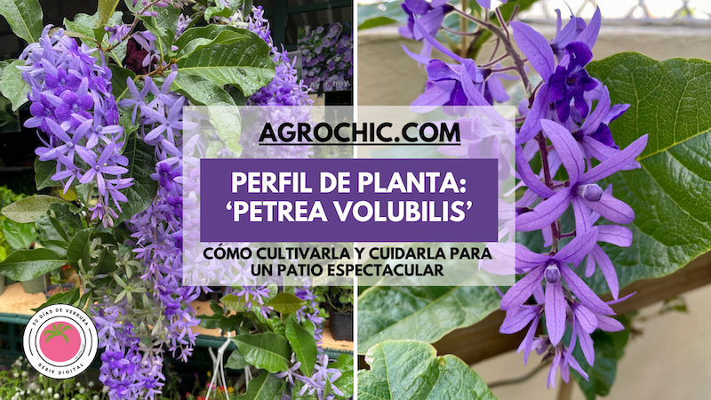 Petrea volubilis en tu patio - Agrochic: Jardinería y Bienestar